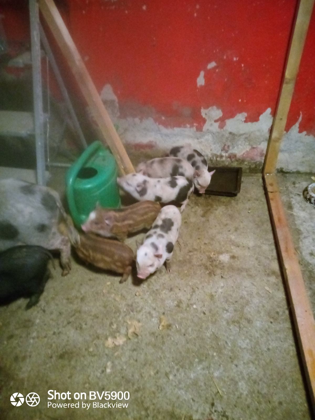 Mini ameriški pujsi