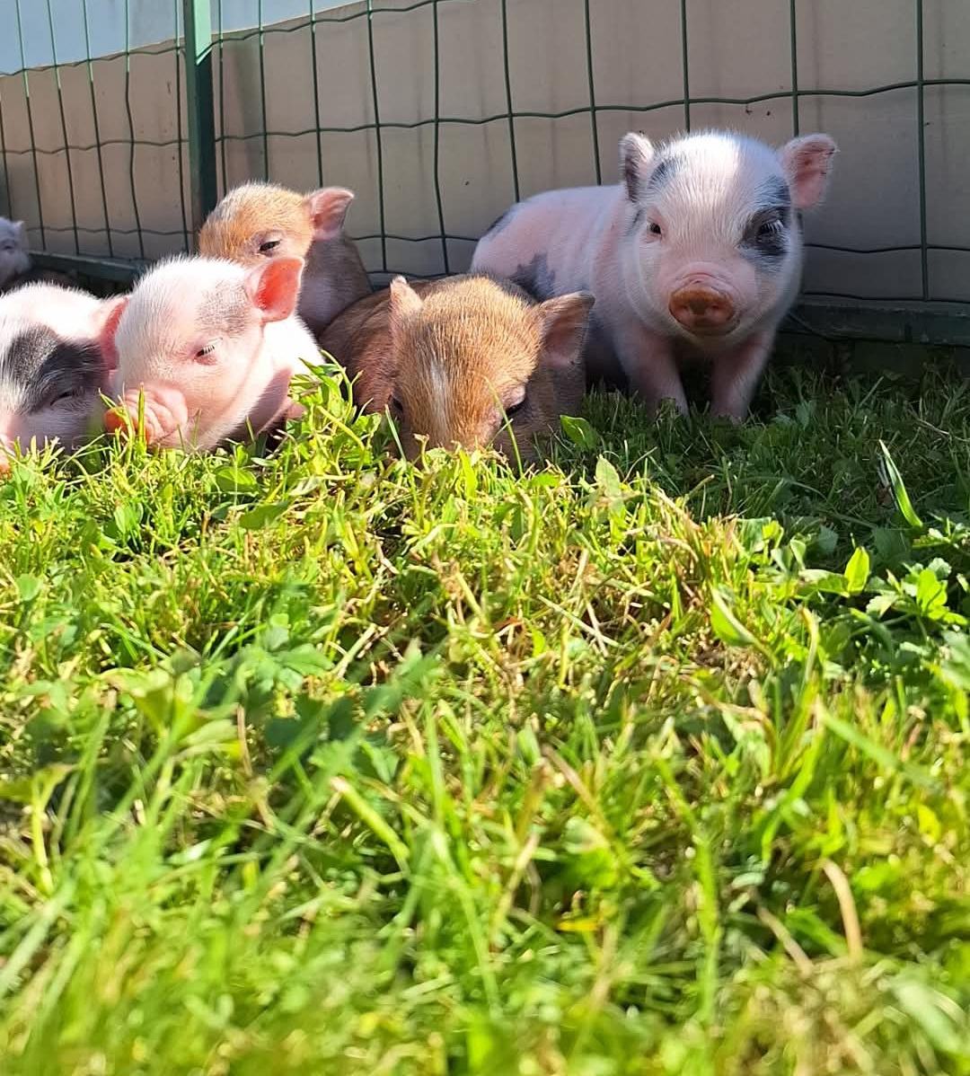 Mini ameriški pujsi