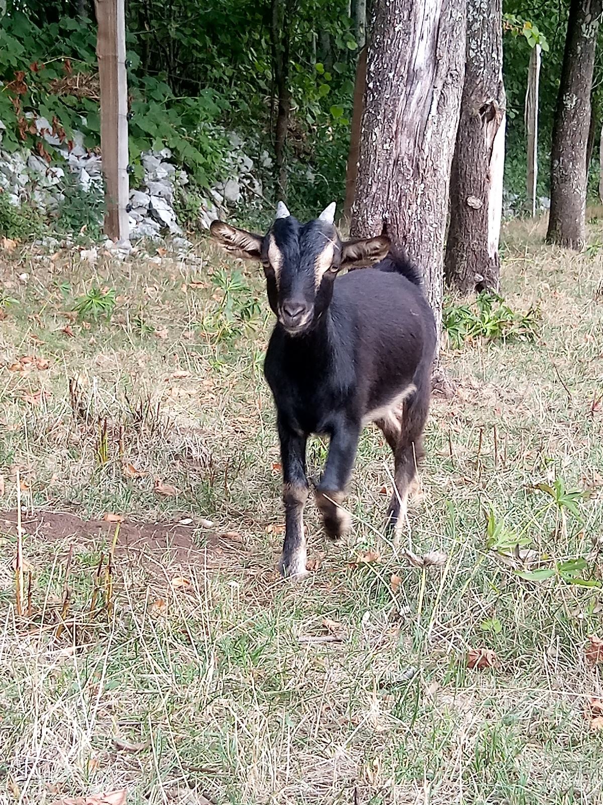 Mini koze - 2 samički