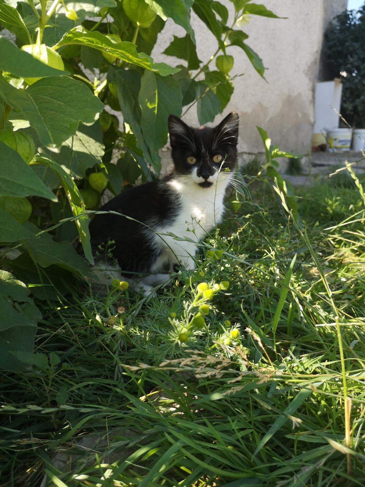 Mucki