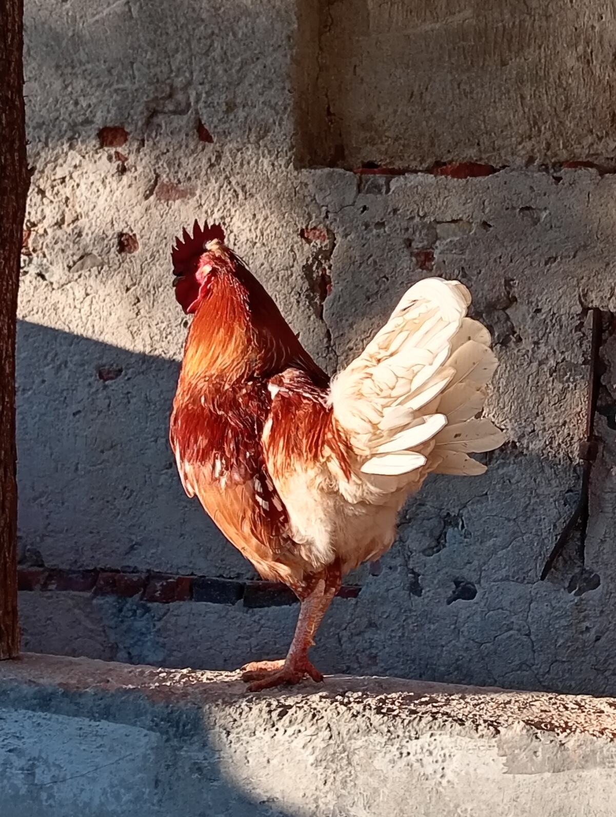 Petelin za v kokošjo družbo