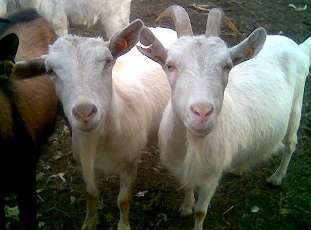 Prodam dve kozi in dva kozla