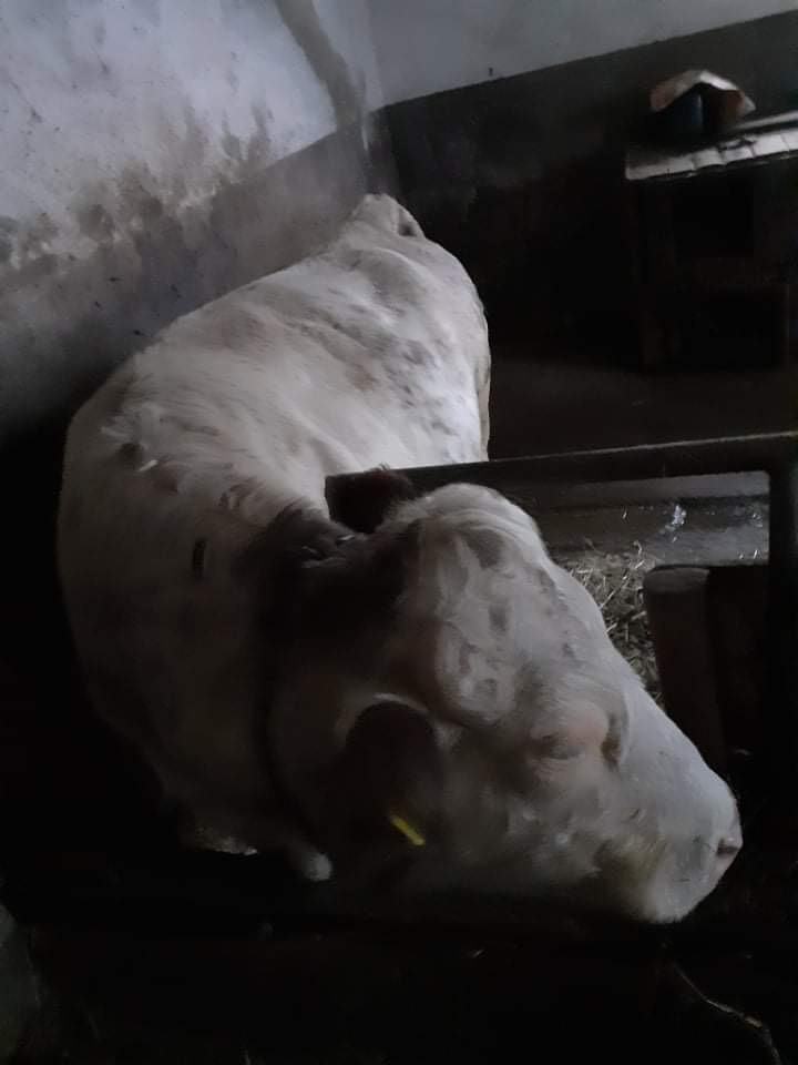 Prodam kravo za zakol