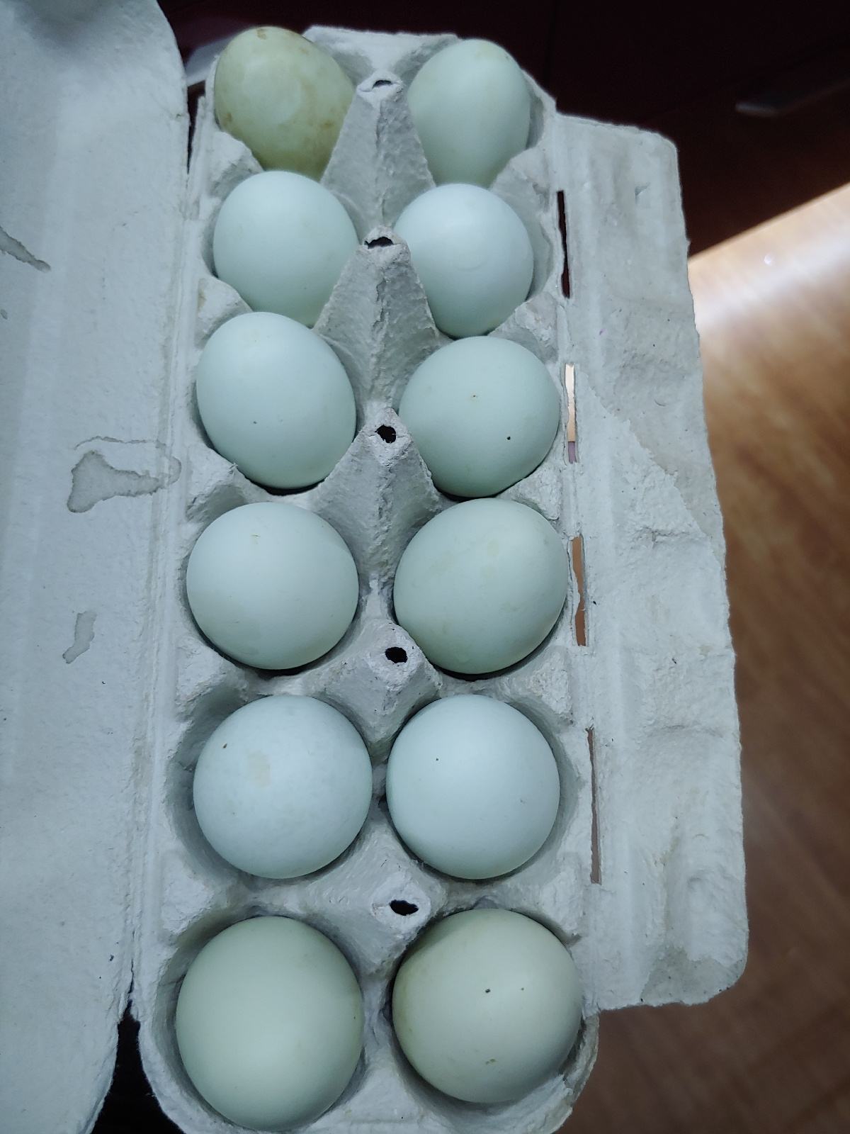 Prodam valilna jajca zelenojajčnih križank