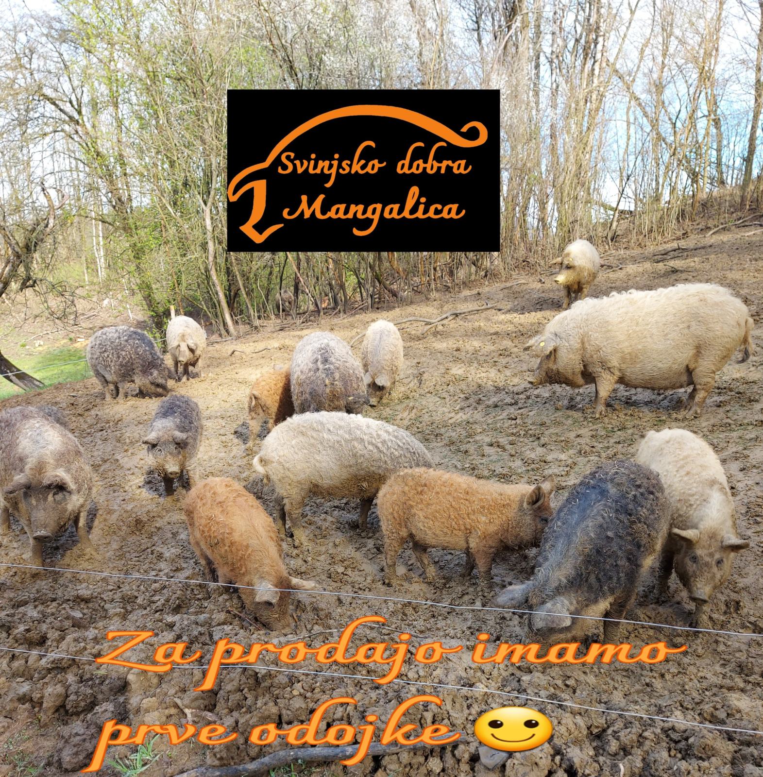 Pujsi Mangalica