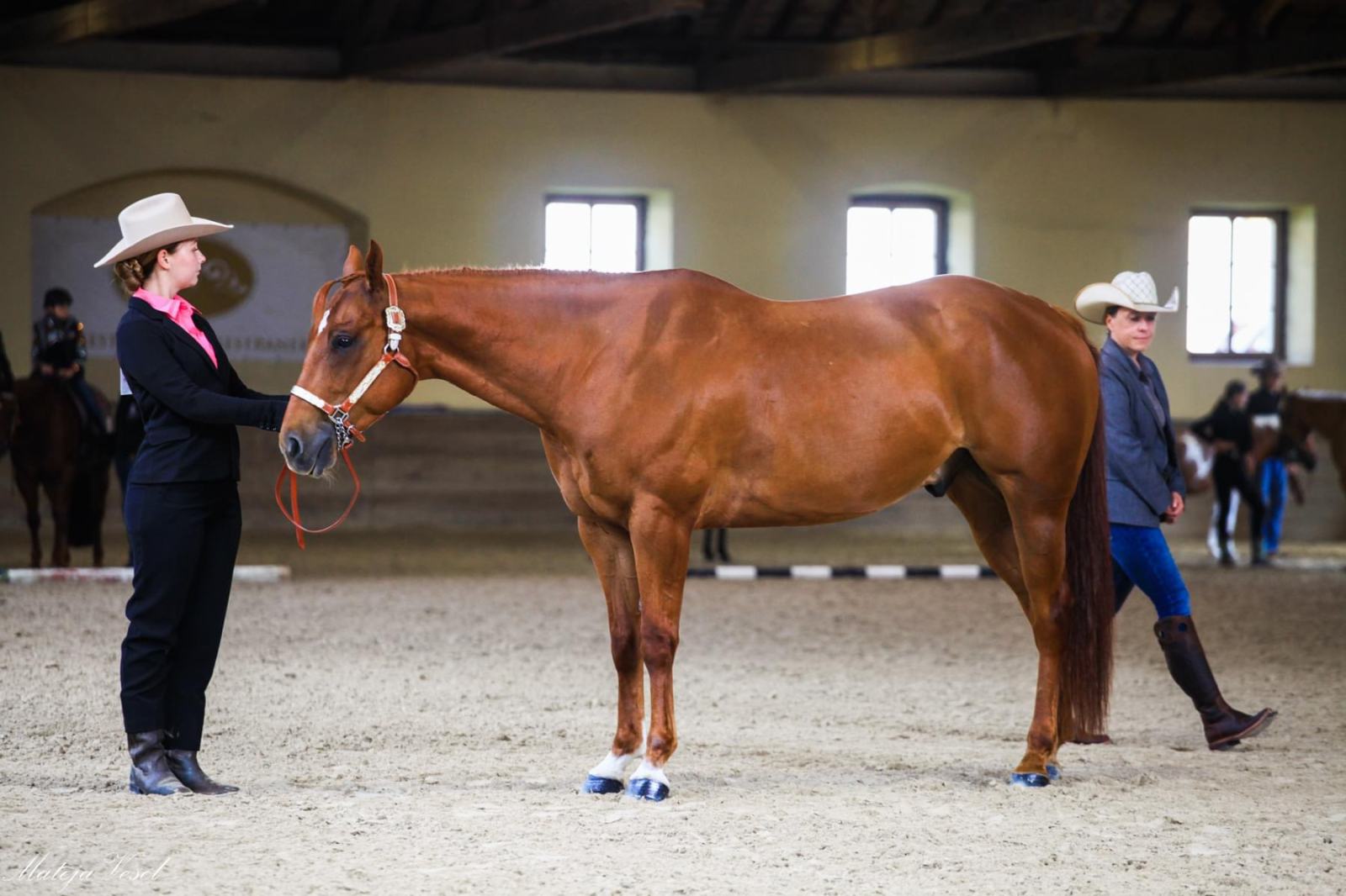 Quarter horse kastrat