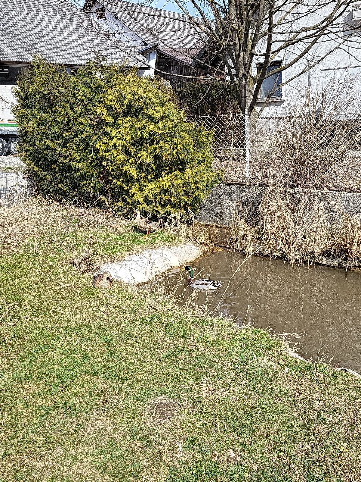 Raca indijska tekačica