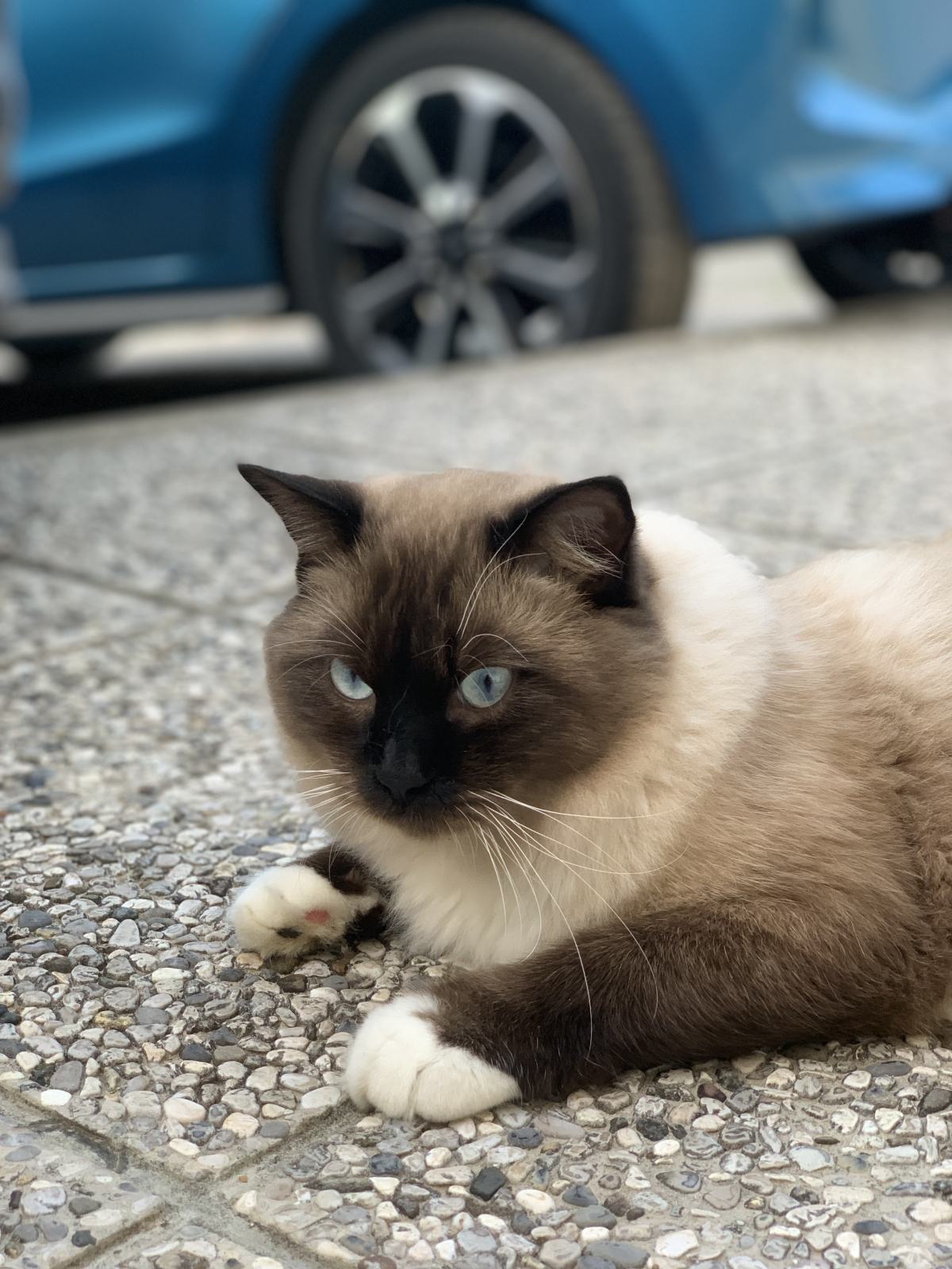 RAGDOLL samec za paritev