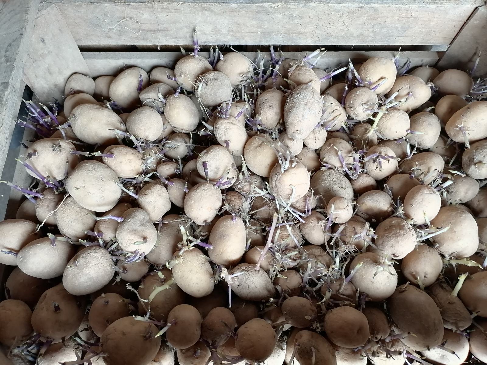 Semenski krompir IGOR