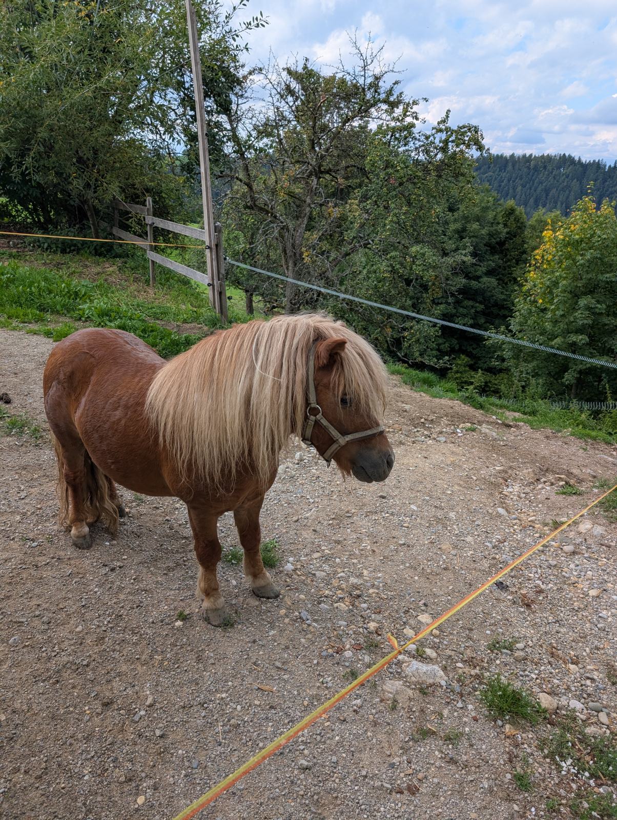 Šetland Poni