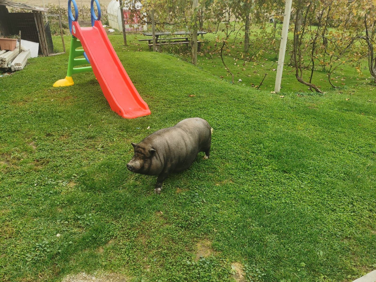 vietnamska svinja