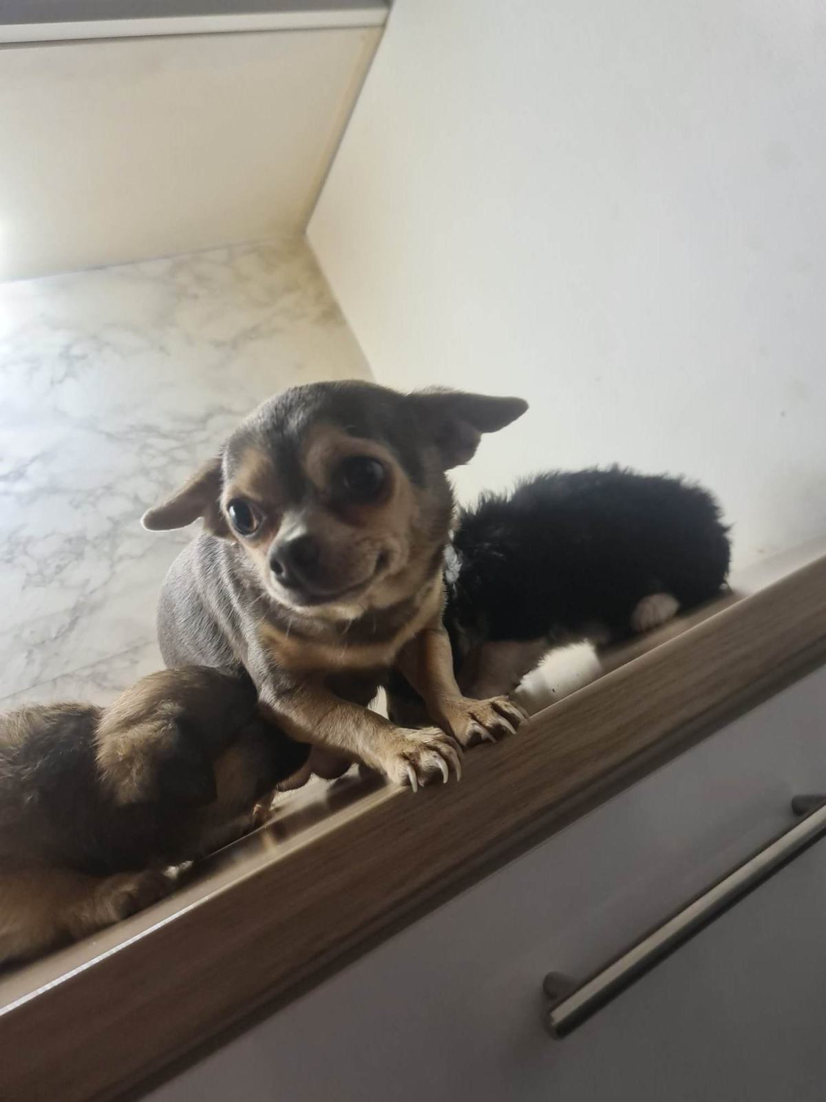 Beri!!!! Mladički civava