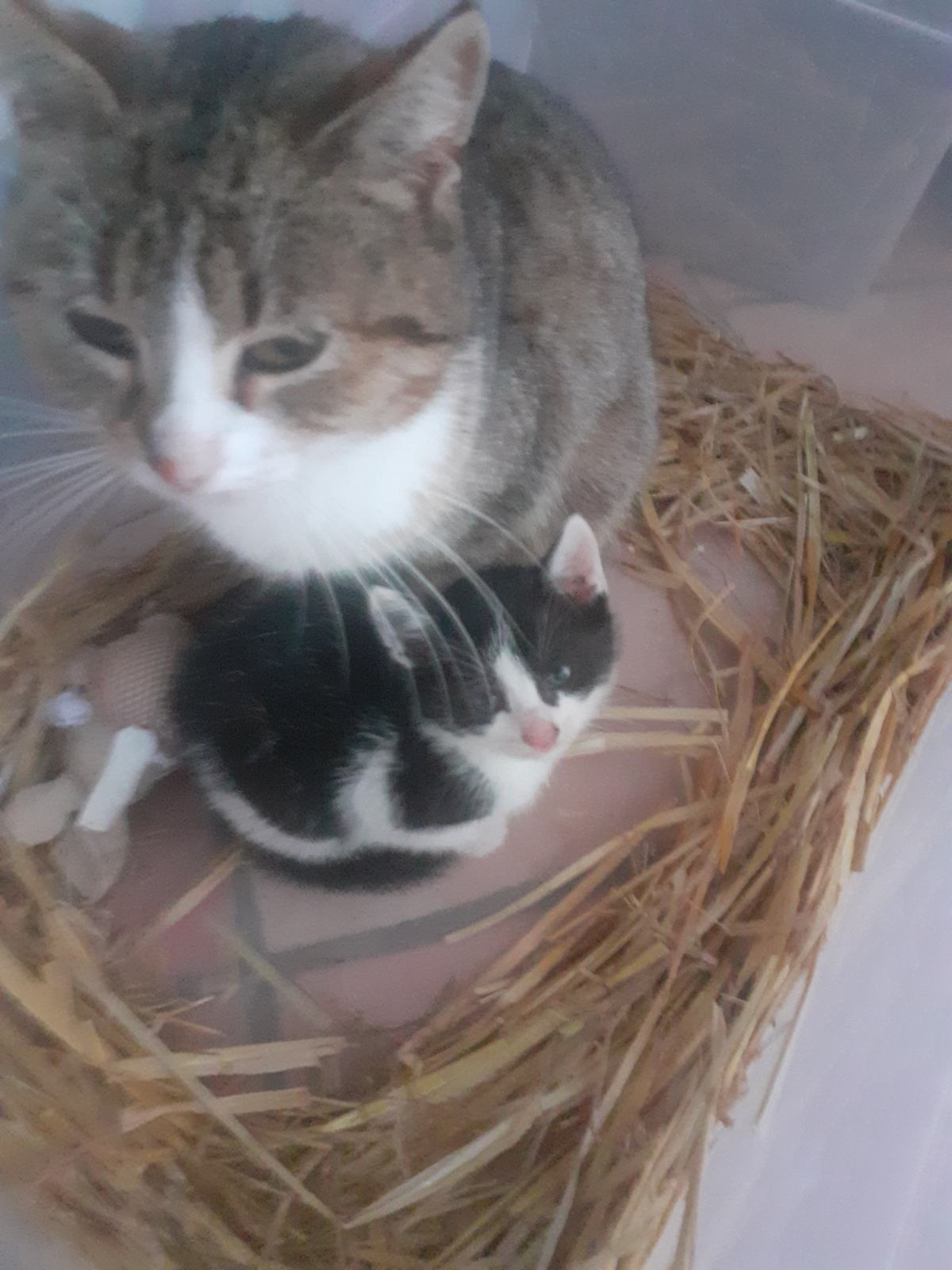Male, tigraste muce