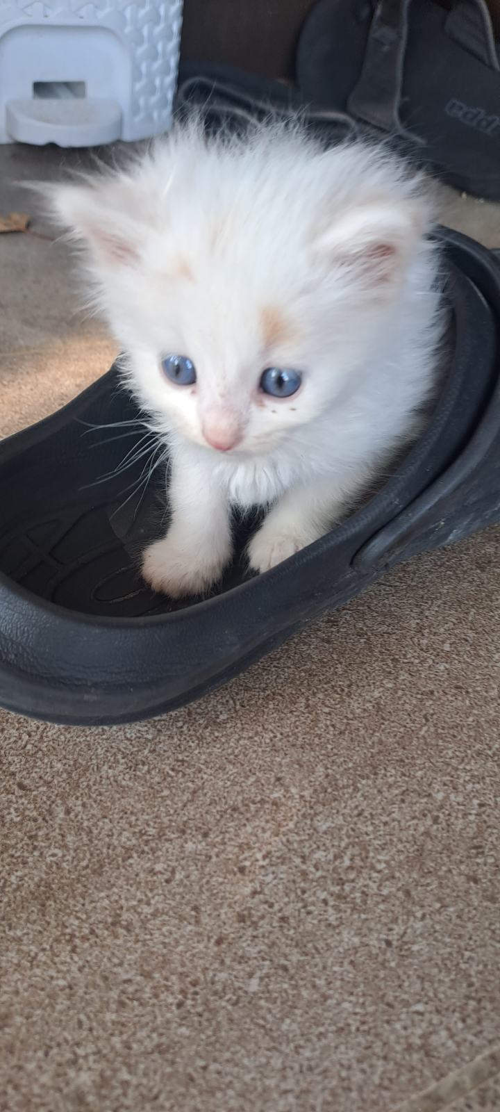 mlade muce dolgo dlake