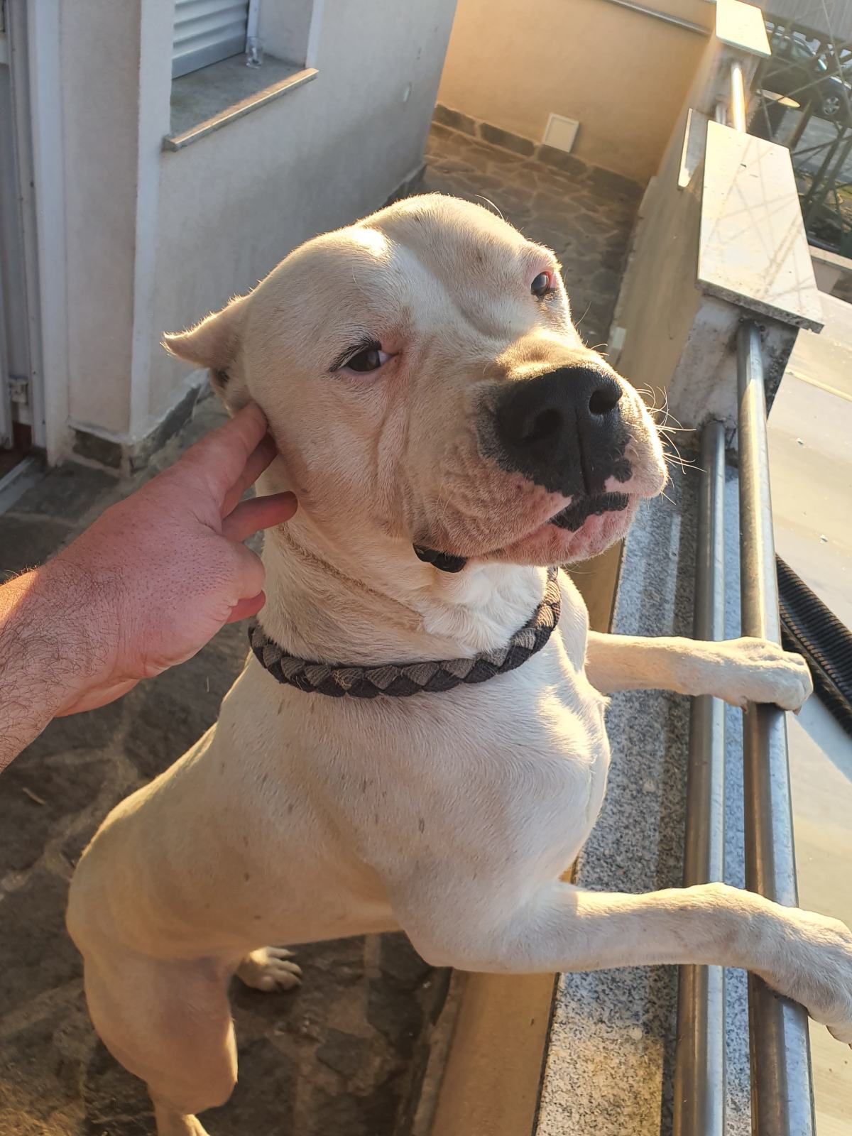 podarim psa Argetinska Doga