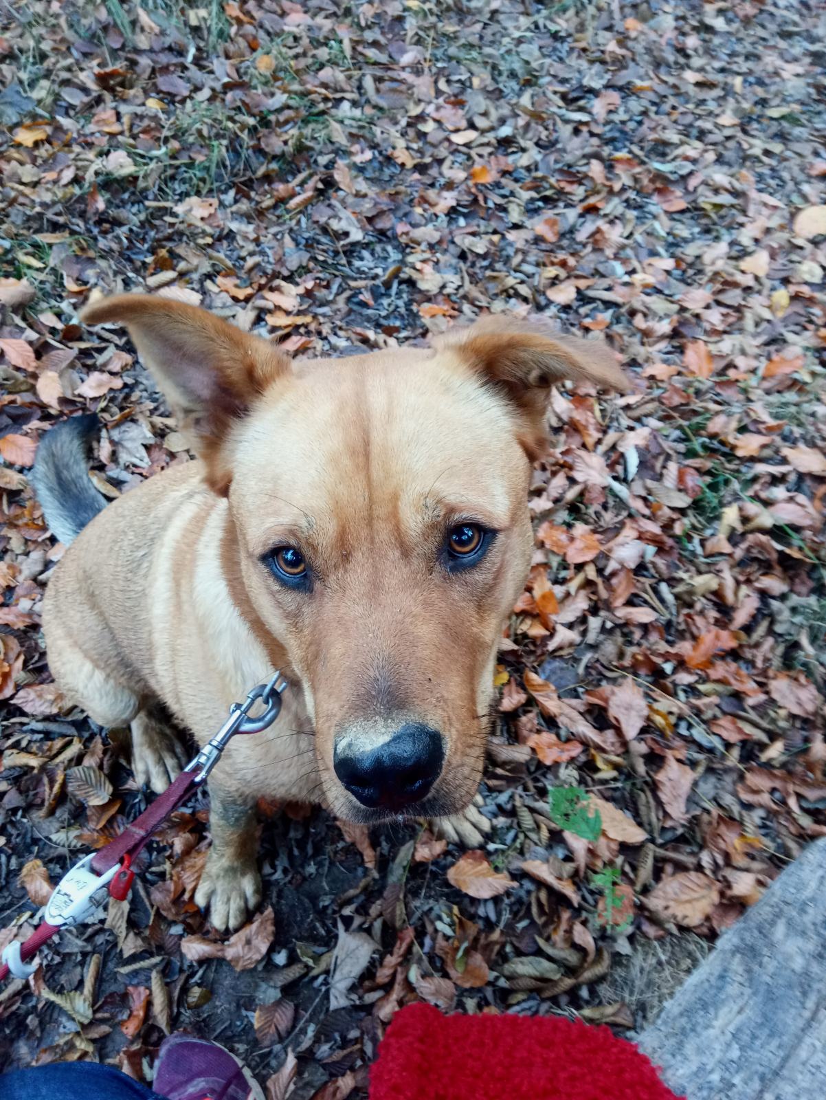 Podarim psa mešančka