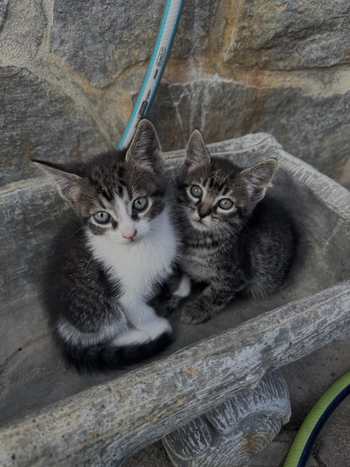Prikupna tigrasta muca išče dom