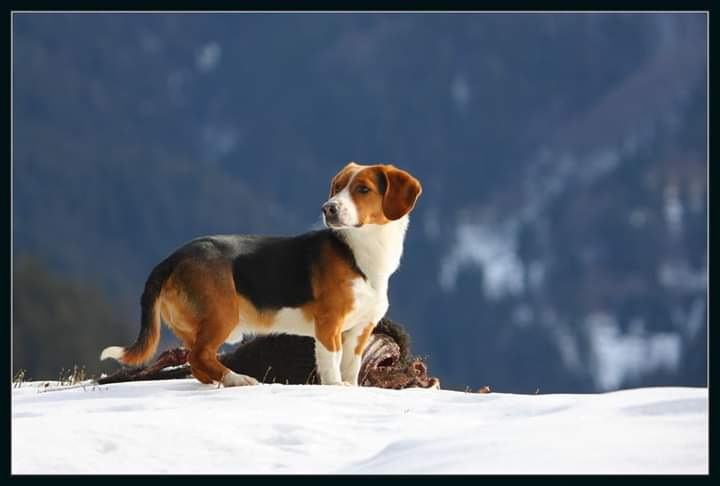 PSI BEAGLE