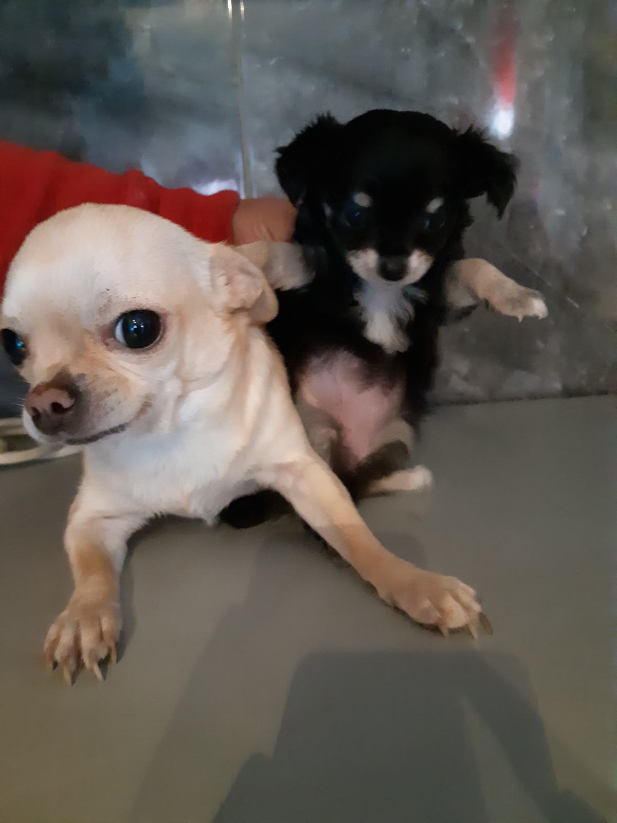 Samicka dolgodlaka civava