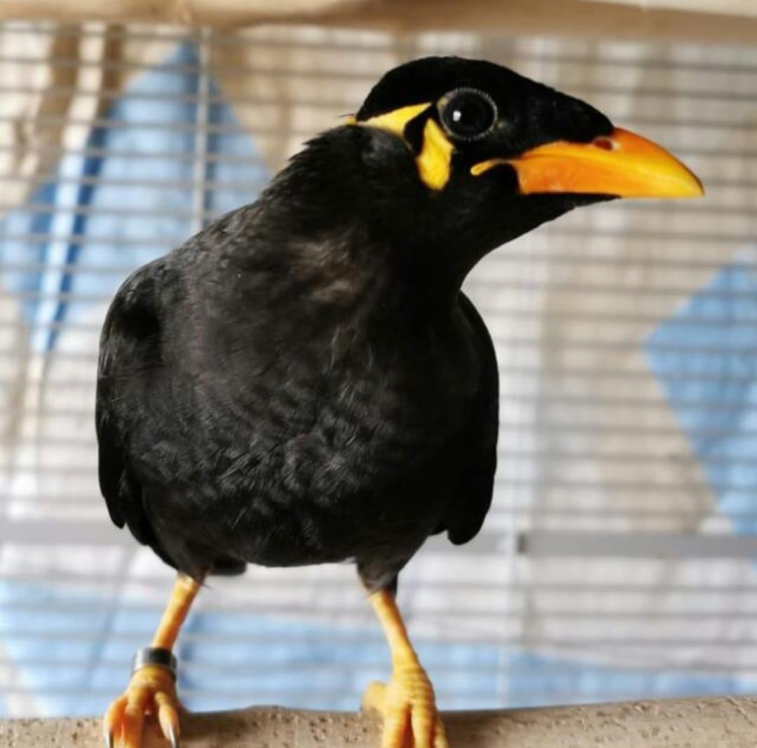 Beo-govoreča ptica kos