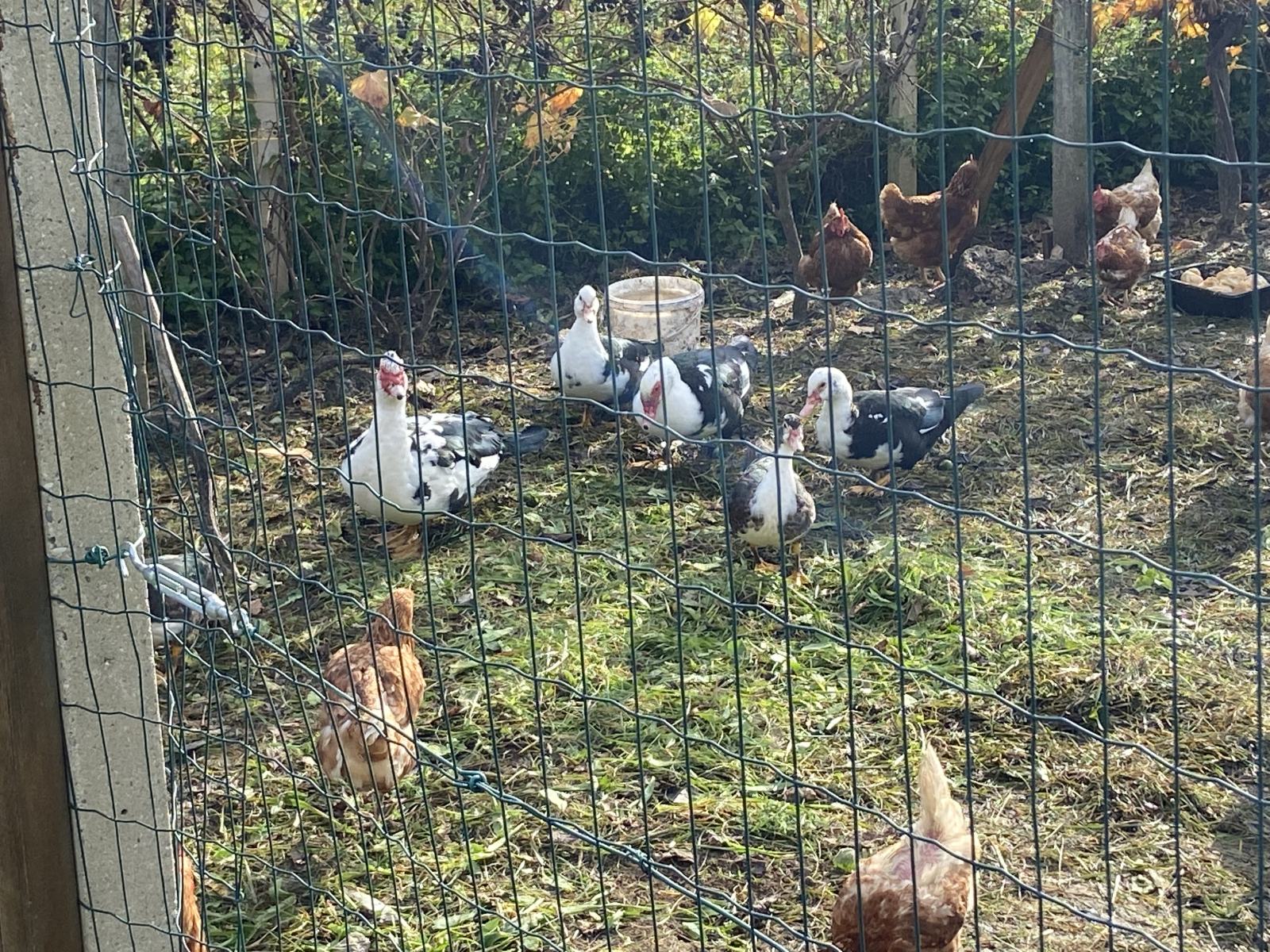 Neme crno bele racke