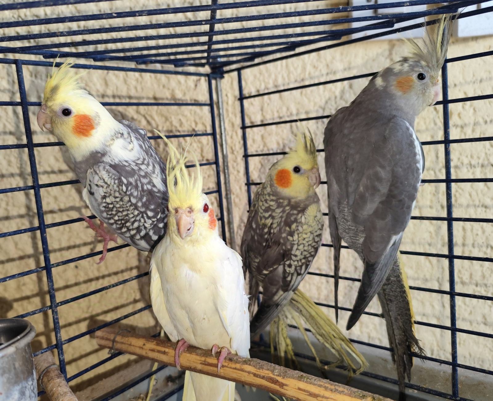 Nimfe, skobčevke, mali aleksander