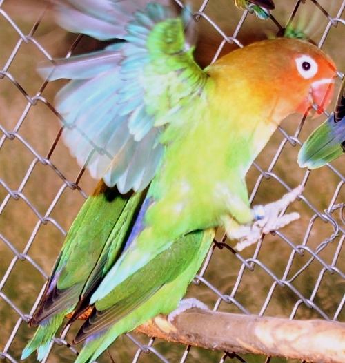 Papige agapornis fišerje