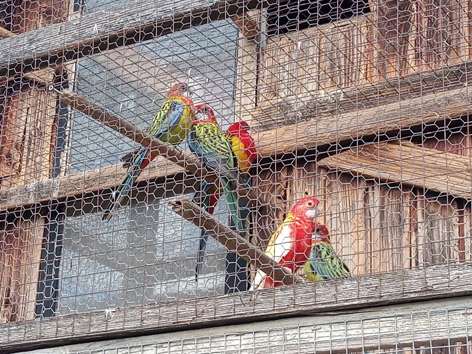 Papige Penant rozele