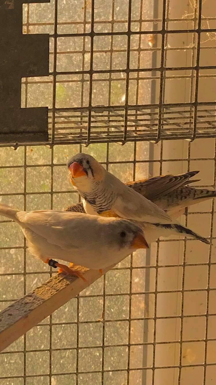 PRODAJAM PTICE - AMADINI, ZEBICE, DIAMANTNE GRLICE