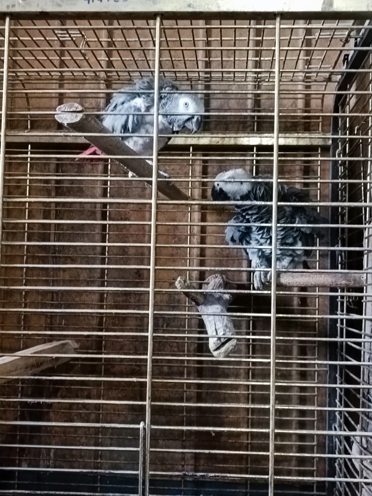 PRODAM VEČ VRST PTIC ljubiteljske reje