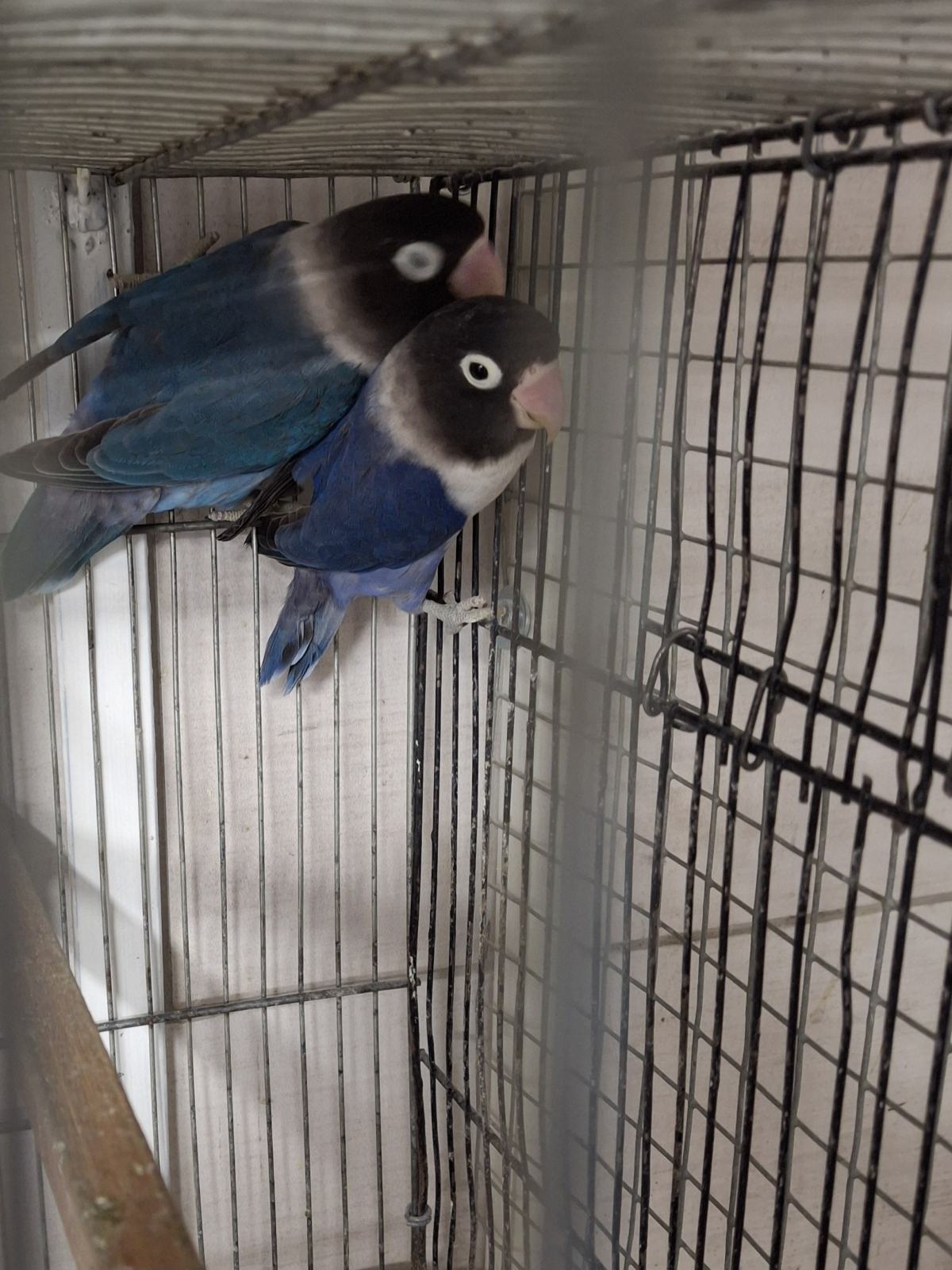 Prodam več vrst ptic