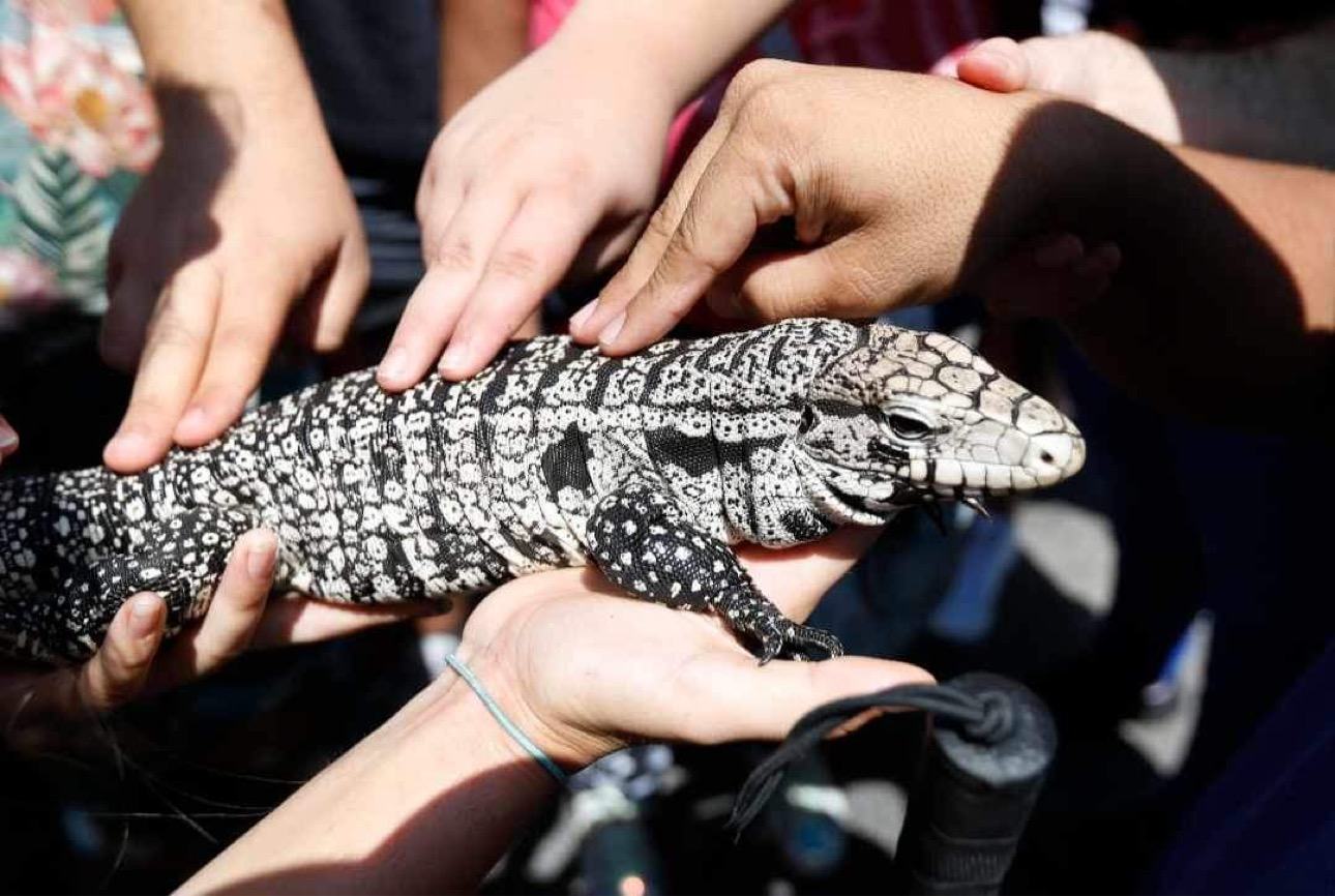 Argentinski črno-beli tegu
