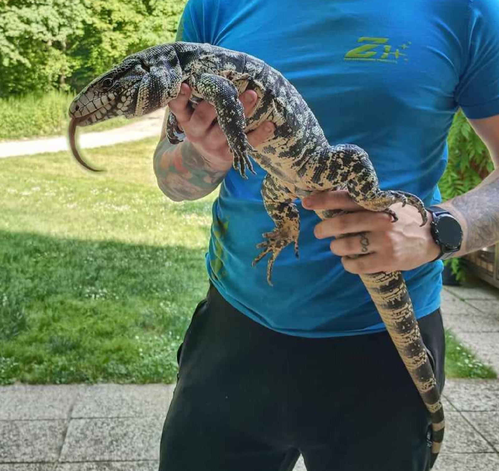 Argentinski tegu