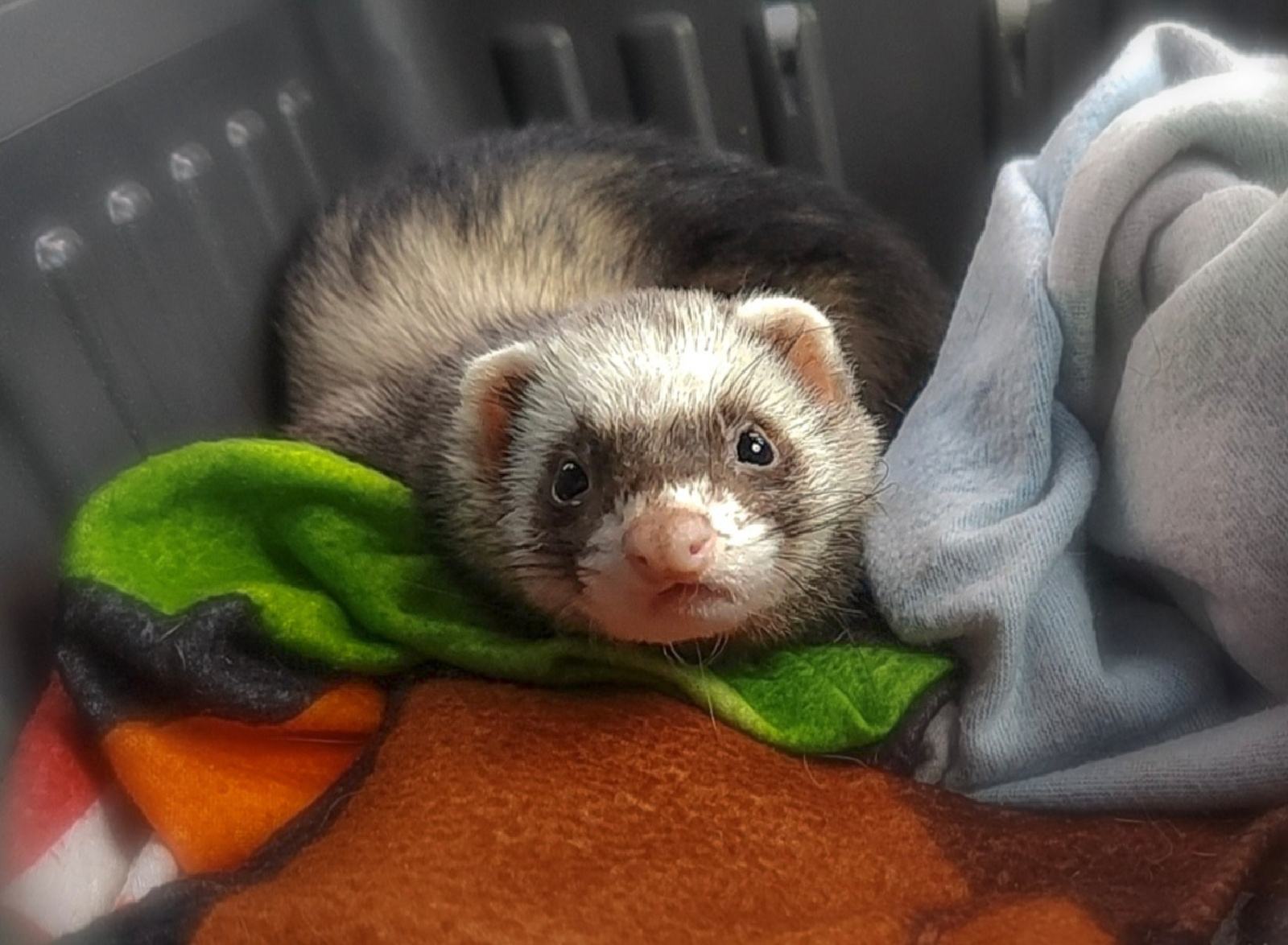 Domači dihur (Ferret) + oprema, kletka, hrana...