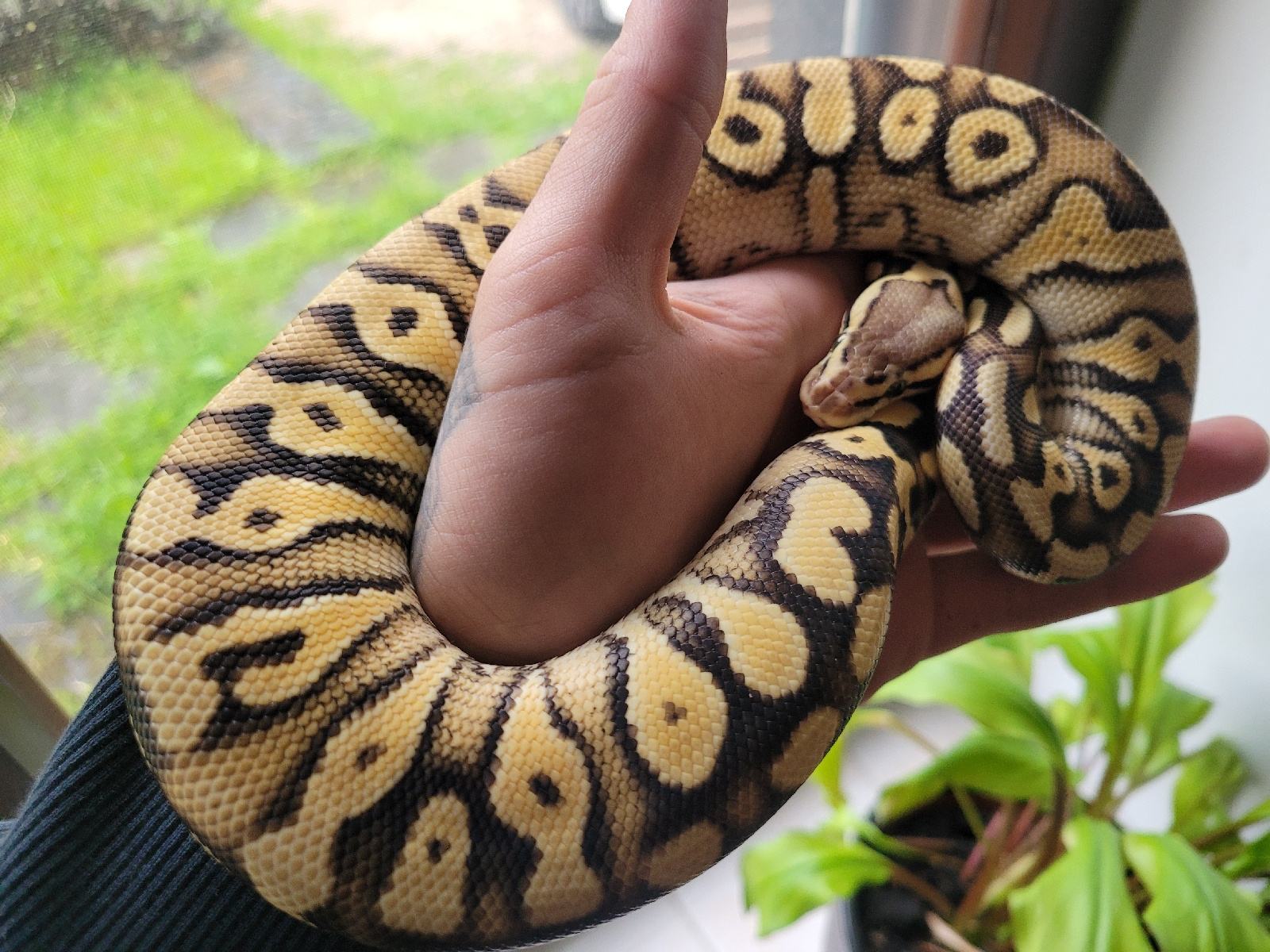 Kraljevi piton mutacije pastel yellow belly 100% het clown 2022